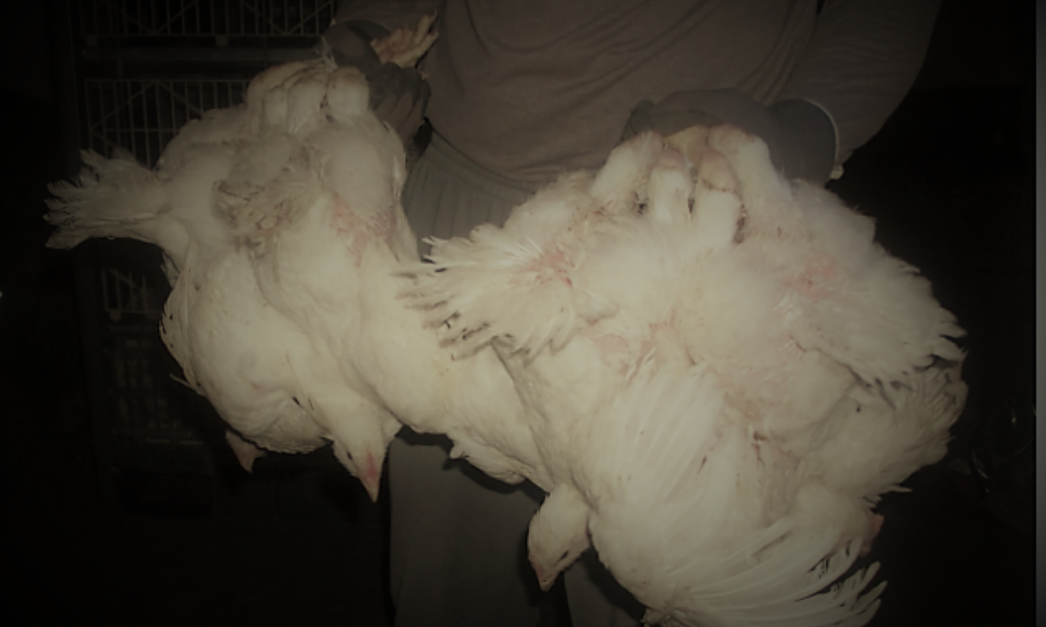 Do chickens suffer when slaughtered?