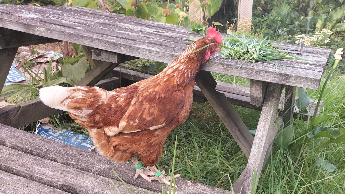 Animals Aotearoa Privacy Policy