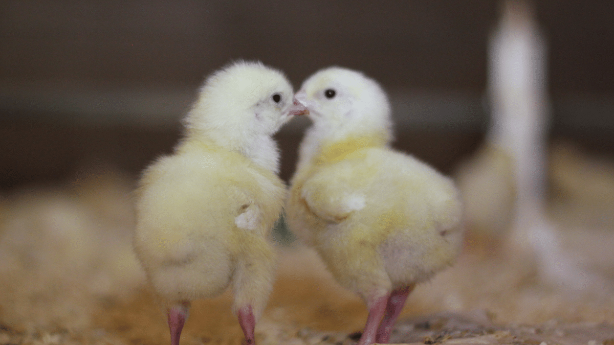 Animals Aotearoa | News and Updates