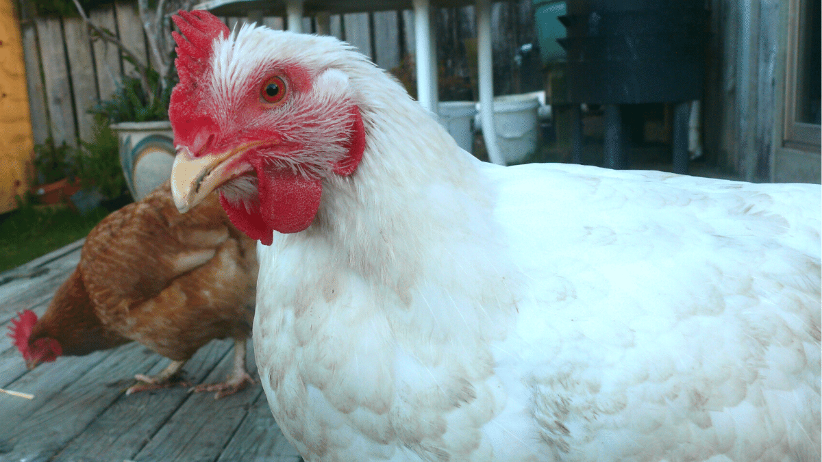 Which chicken ready meals are doing better for chickens?