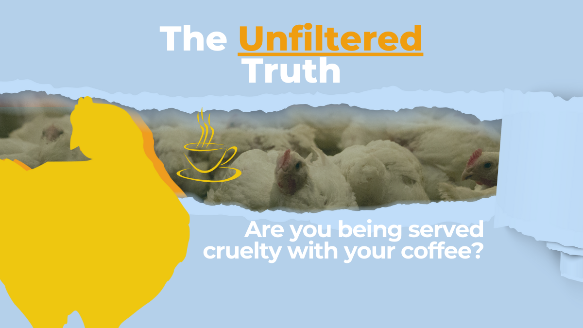 The Unfiltered Truth | Animals Aotearoa Café Ranking Report