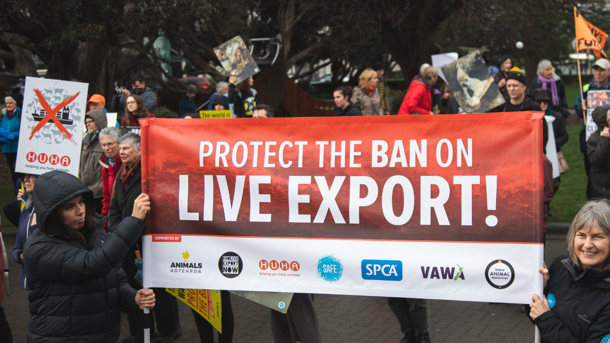 NZ banned live export by sea. United we call to protect the ban.