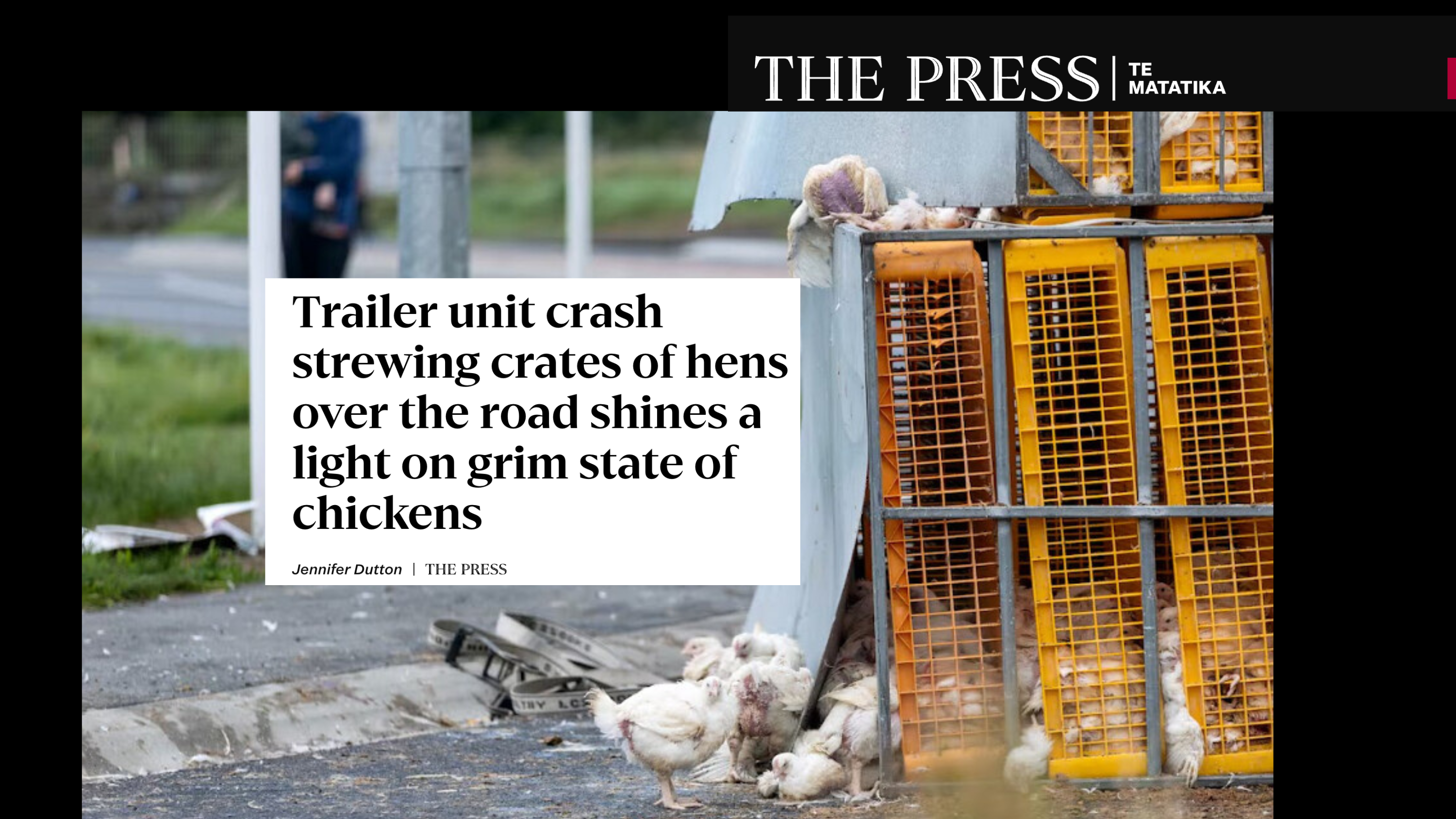 Trailer crash reveals grim state of farmed chickens in NZ