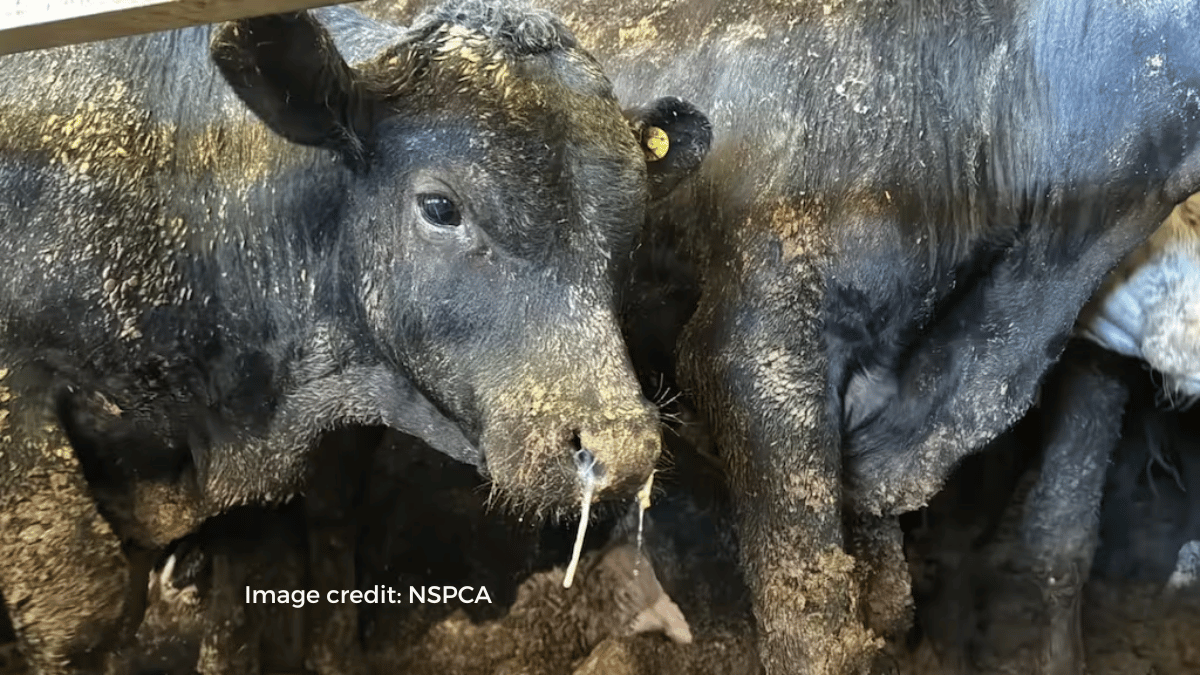 Protect live export ban